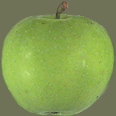 Champlain Apple | Walden Heights Nursery & Orchard