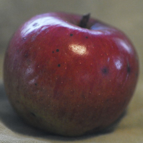 Apple Trees | Page 4 | Walden Heights Nursery & Orchard