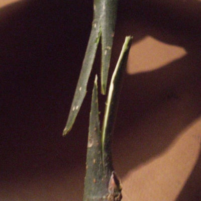 Educational Grafting Kit | Walden Heights Nursery & Orchard