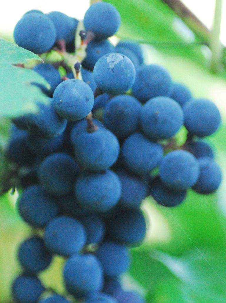 King of the North Grape | Walden Heights Nursery & Orchard