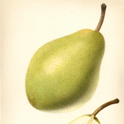 Build Your Own Pear | Walden Heights Nursery & Orchard
