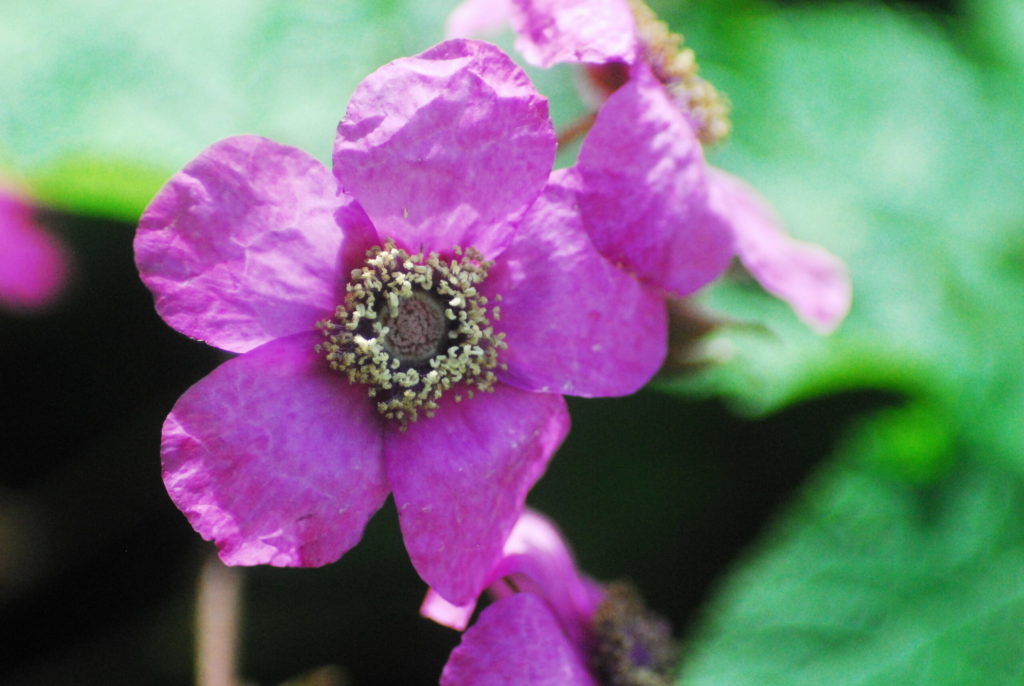 Purple Flowering Raspberry | Walden Heights Nursery & Orchard
