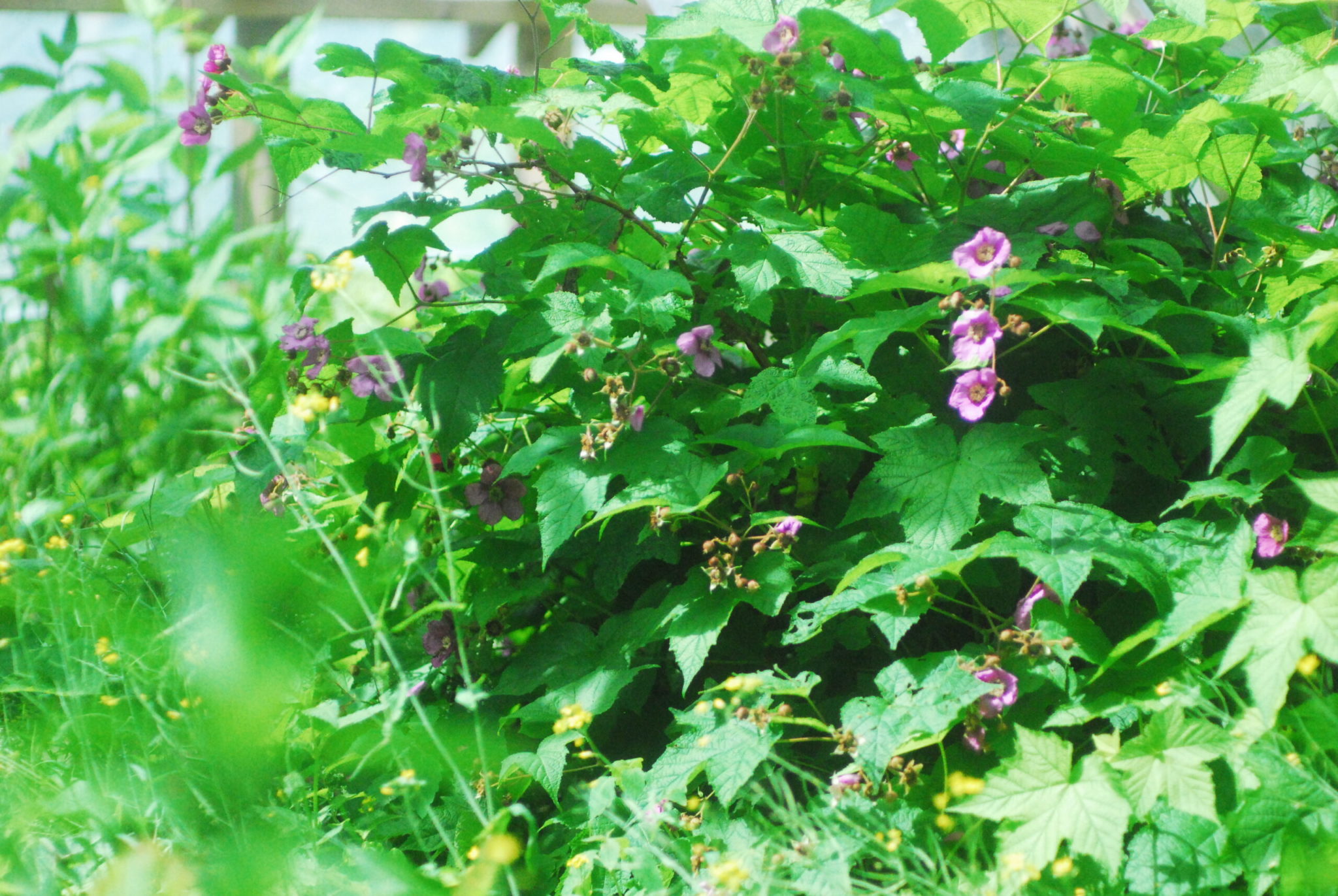 Purple Flowering Raspberry | Walden Heights Nursery & Orchard