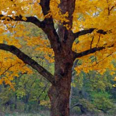 Sugar Maple | Walden Heights Nursery & Orchard