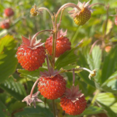 Native Wild Strawberry | Walden Heights Nursery & Orchard