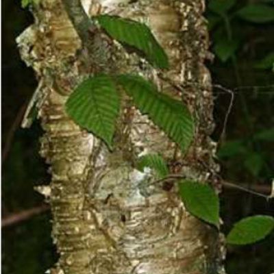 Yellow Birch | Walden Heights Nursery & Orchard