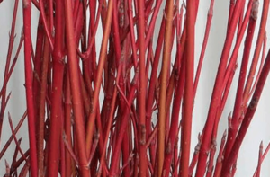 Rooting Red Osier Cuttings | Walden Heights Nursery & Orchard